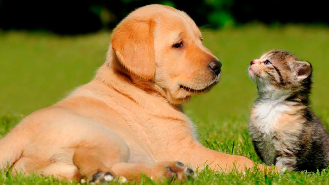 Expedido protocolo para protección de mascotas y animales de compañía ...